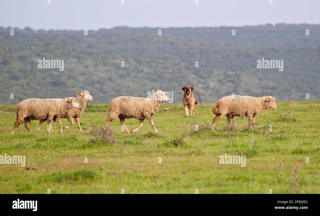 Merino sheep extremadura spain hi-res stock photography and images - Alamy