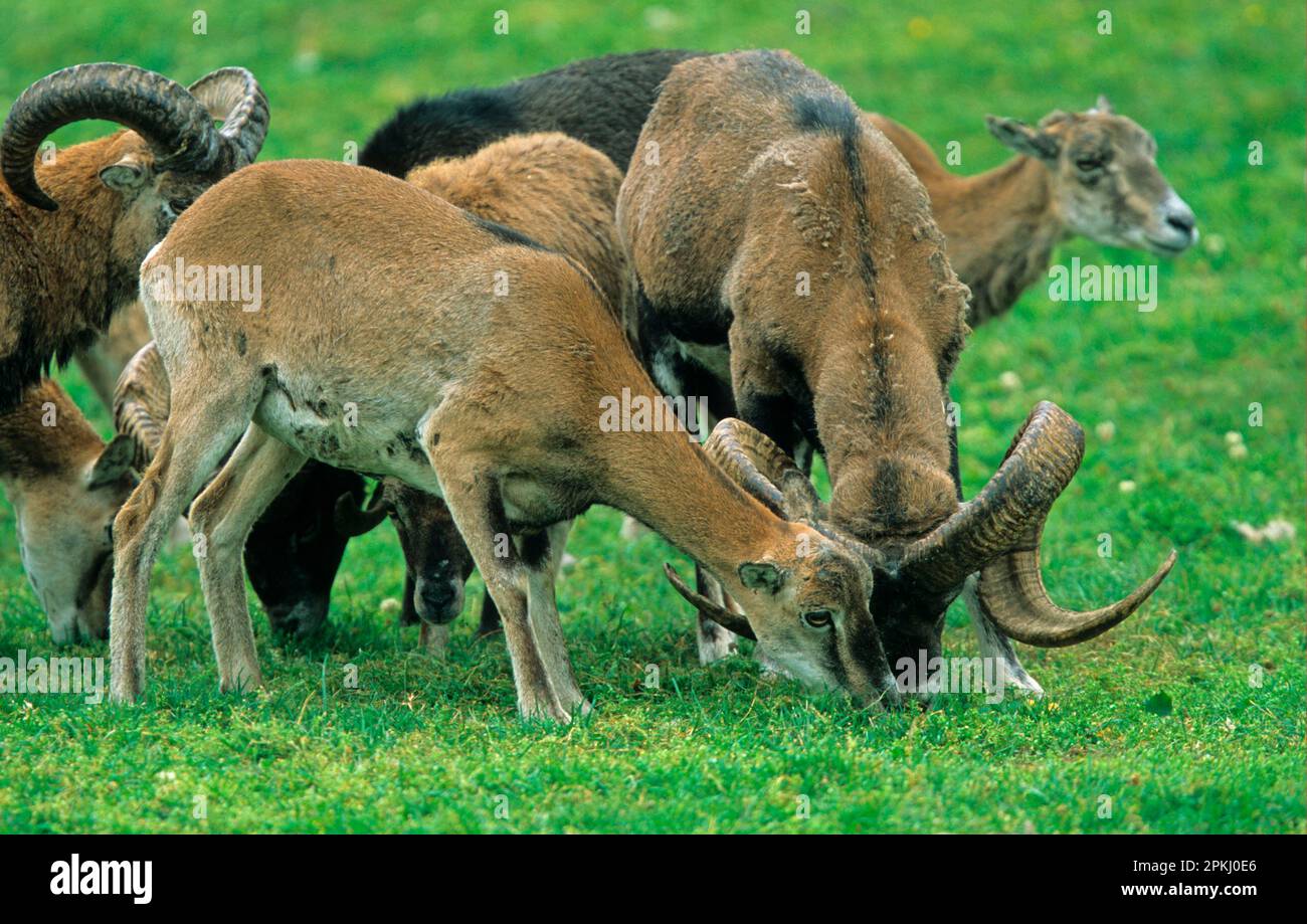 Domestic sheep, soya sheep flock on pasture Stock Photo - Alamy