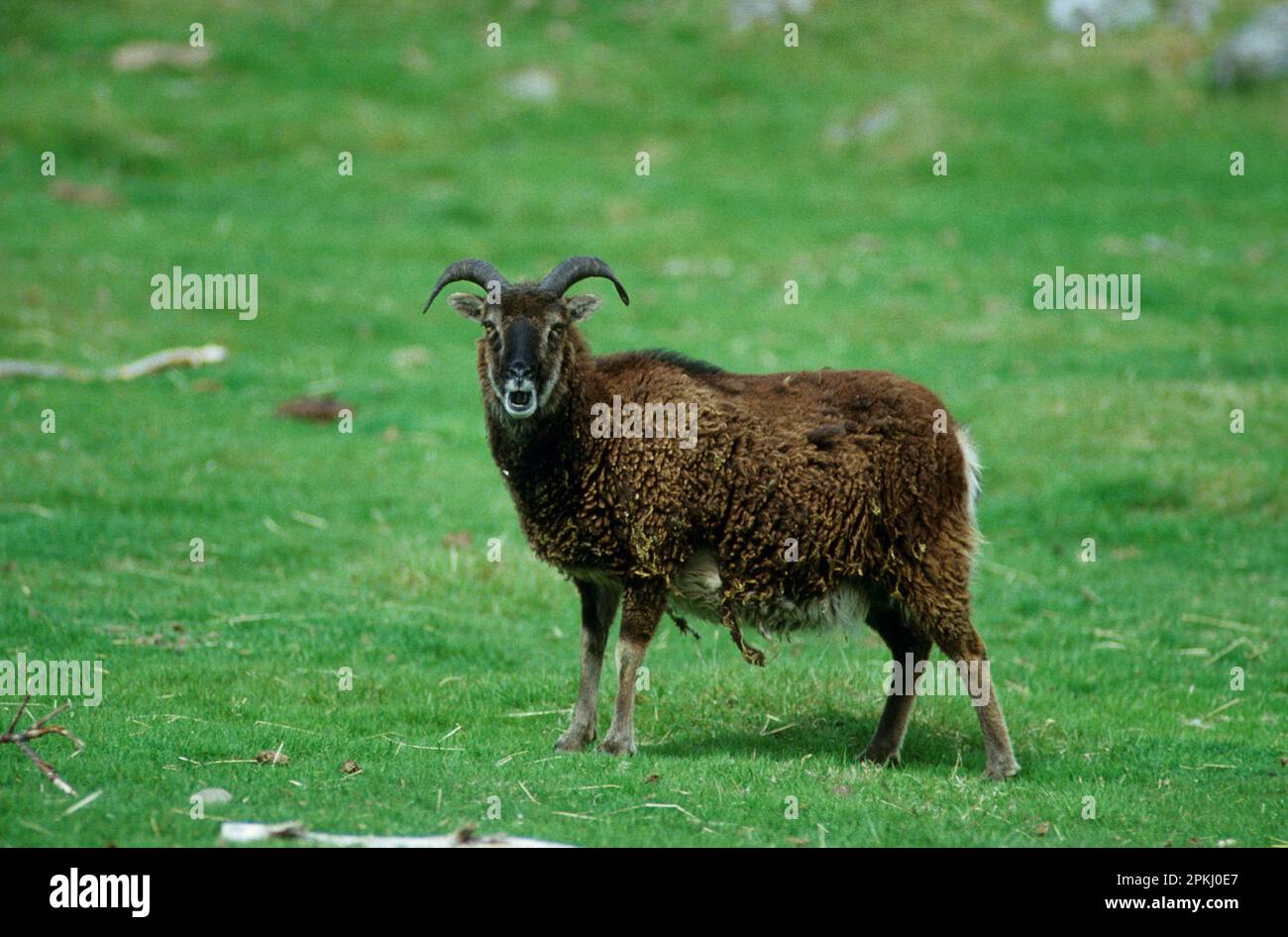Bleating domestic sheep hi-res stock photography and images - Alamy