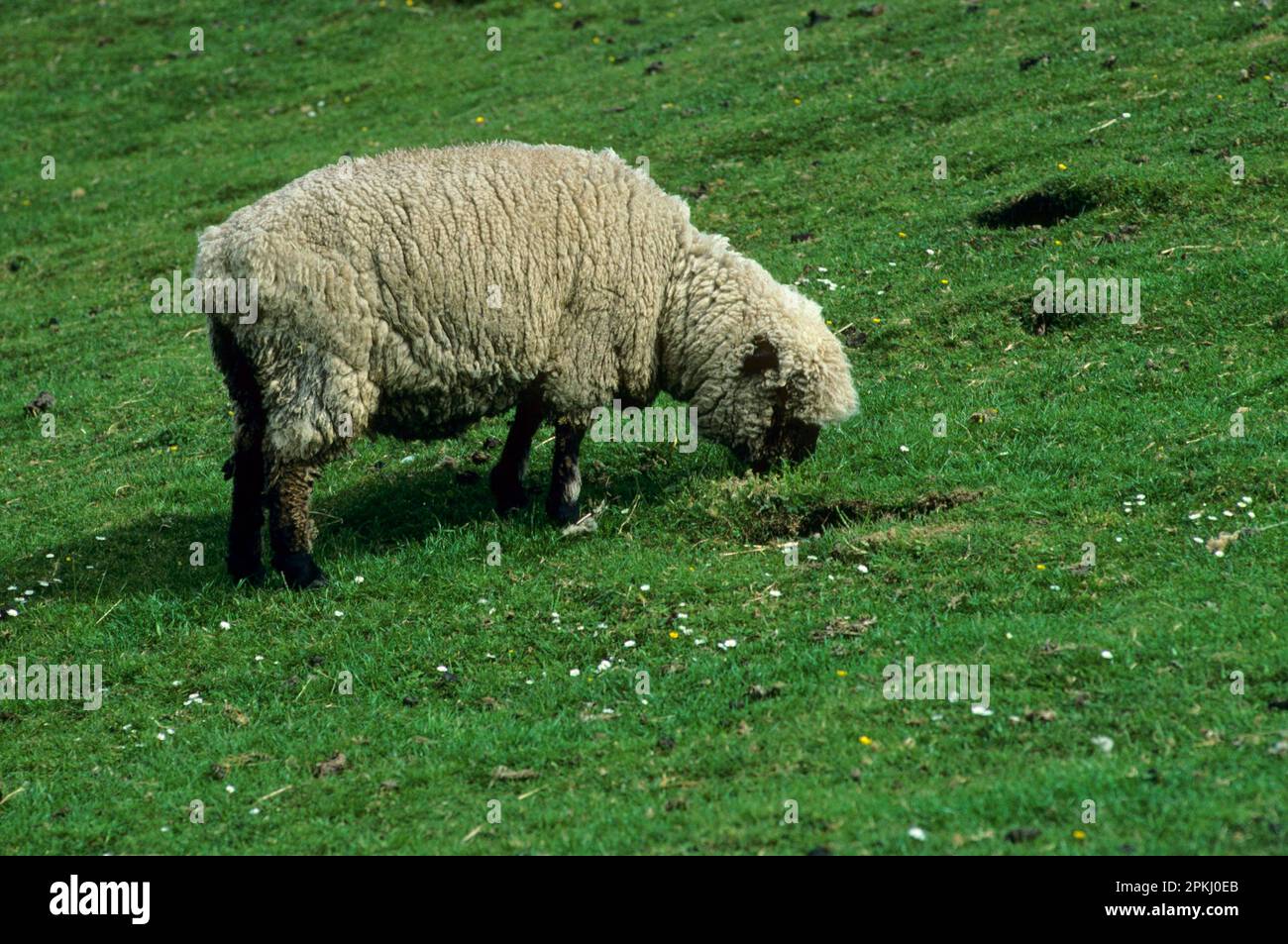 Oxford down sheep hi-res stock photography and images - Alamy