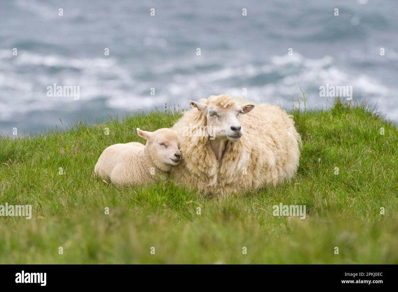 Domestic sheep, Shetland sheep with lamb, resting on coastal pasture, Hermaness, Unst, Shetland ...