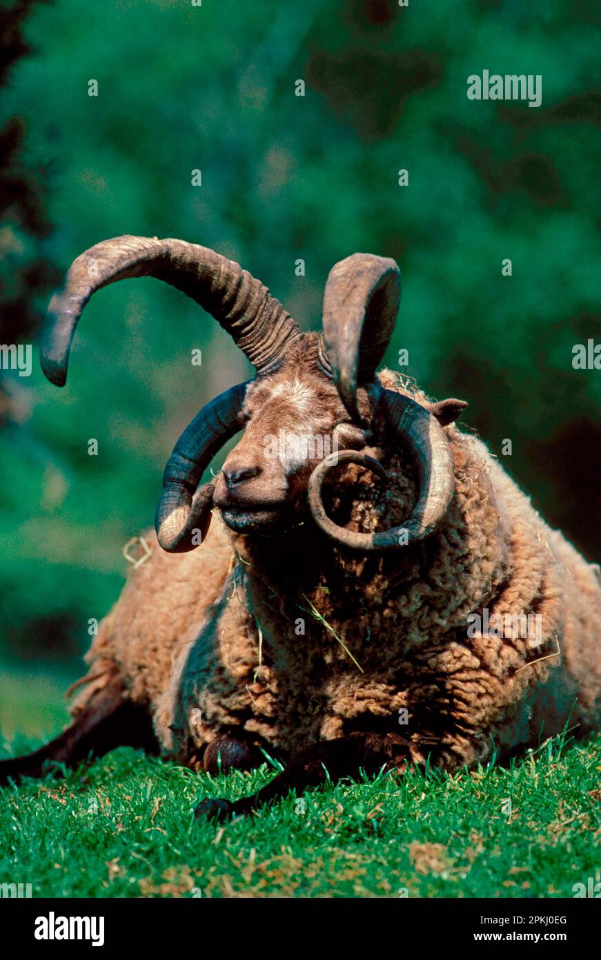 Domestic sheep, Manx Loaghtan, ram resting on grass, Oban Rare Breeds ...
