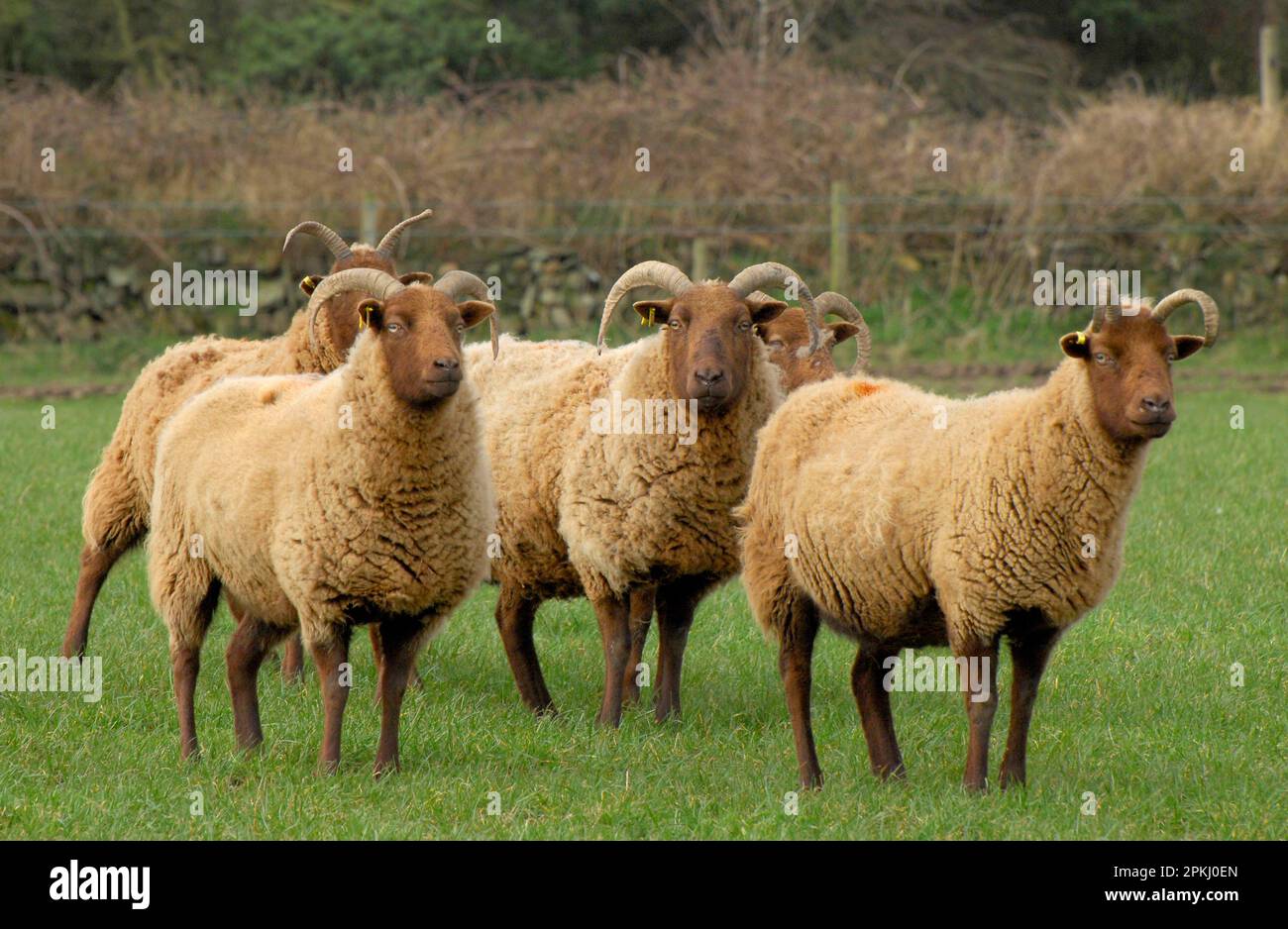 Manx loaghtan hi-res stock photography and images - Alamy