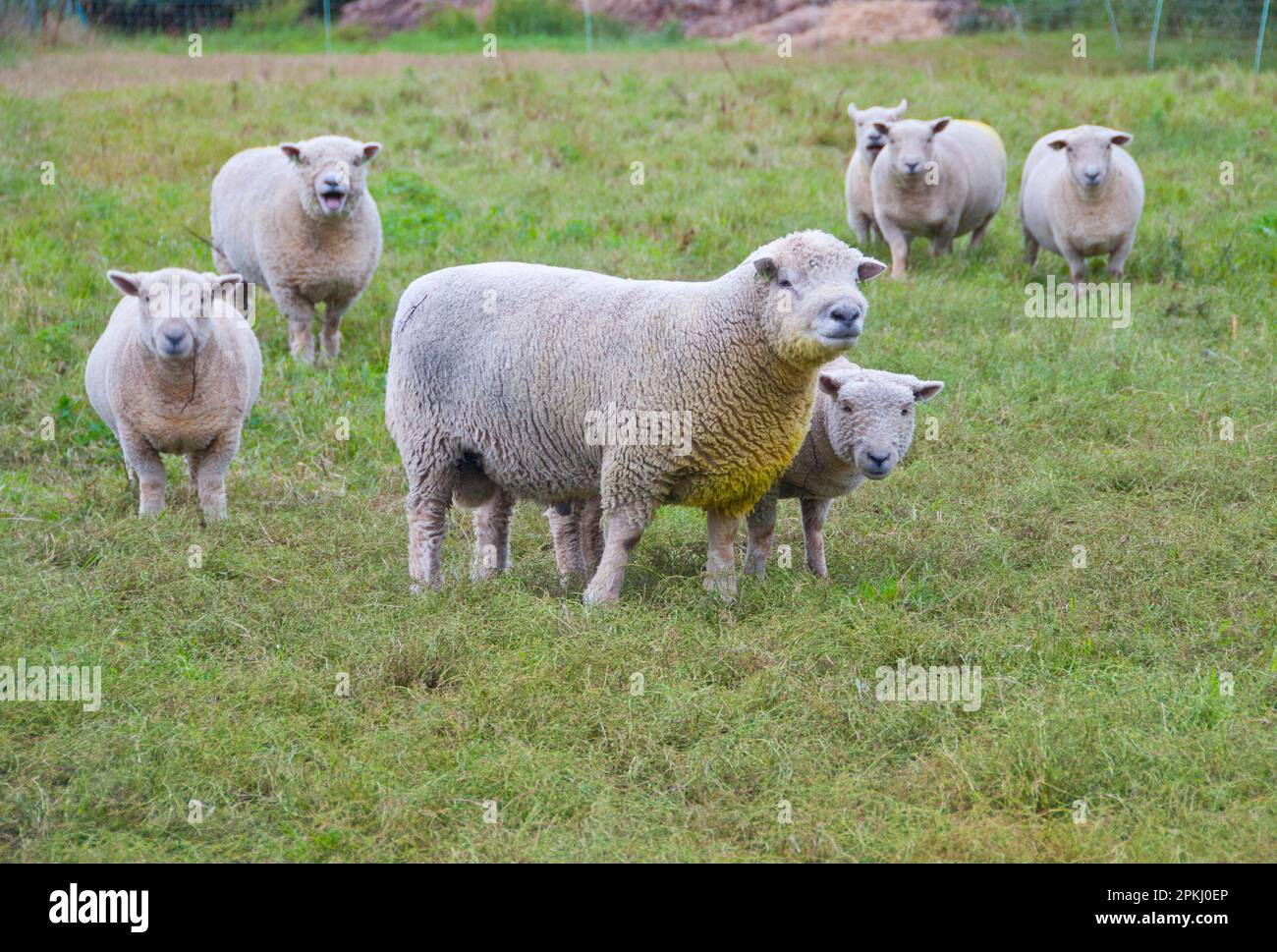 Domestic Sheep, Southdown ram and ewes, with raddle dye on chest ...