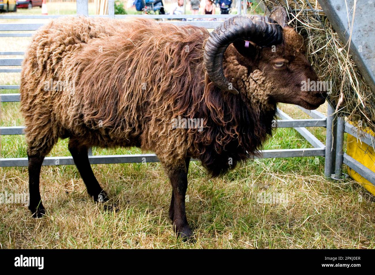 Heritage british breed hi-res stock photography and images - Alamy
