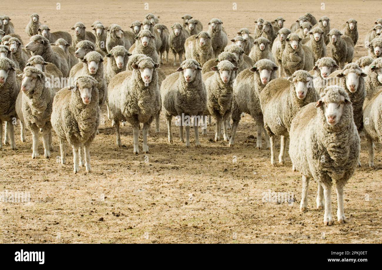 Indigenous sheep, Merino flock during drought, Rocky Gully, Western ...