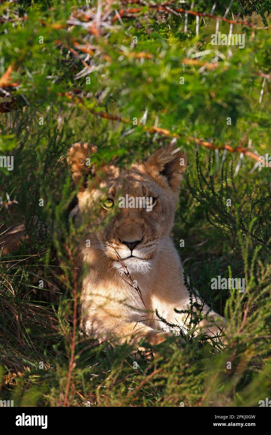 African lion (Panthera leo), young, South Africa Stock Photo - Alamy