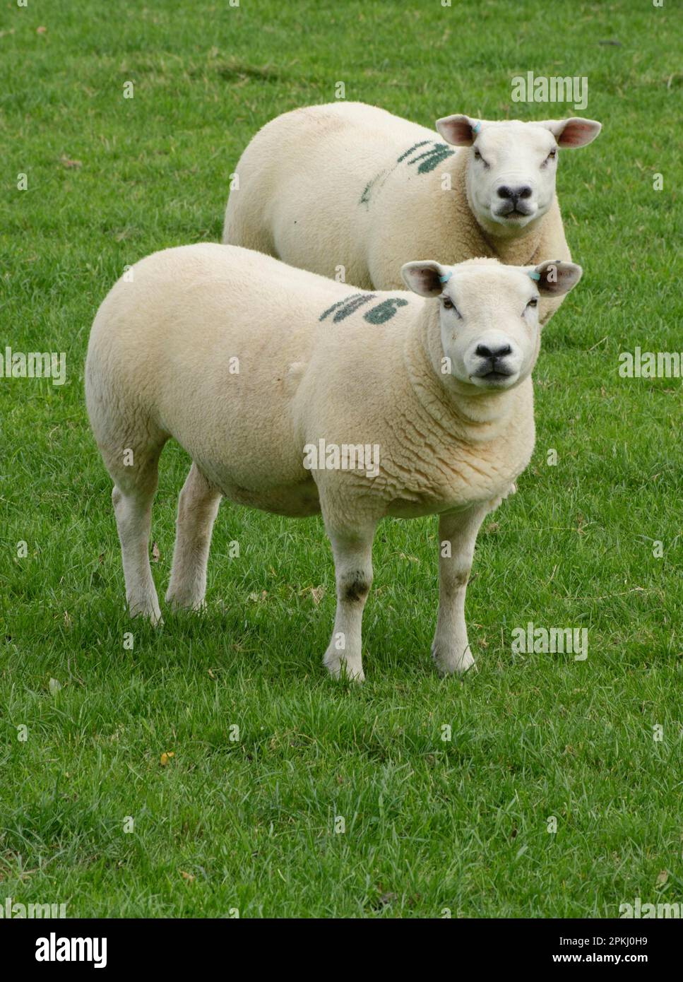 Domestic Sheep, Texel ewes, two standing in pasture, Hesket Newmarket ...