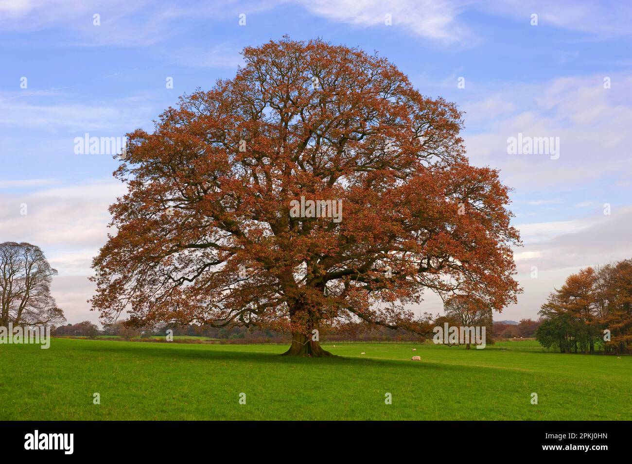 Common english oak (Quercus robur), mature tree in pasture with sheep ...