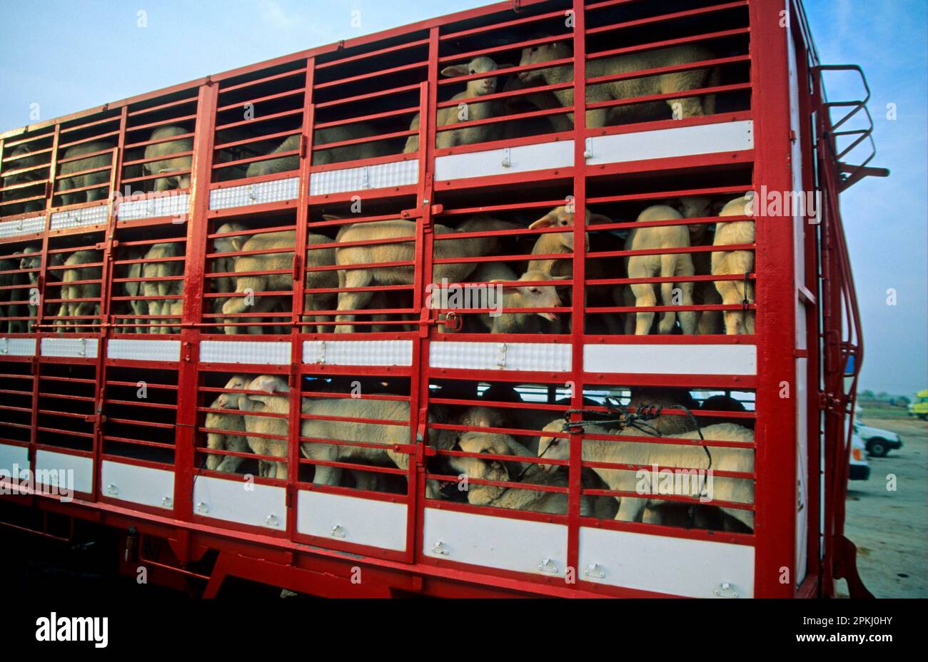 Sheep breeding, lambs and sheepdog in truck, for the market, Spain ...