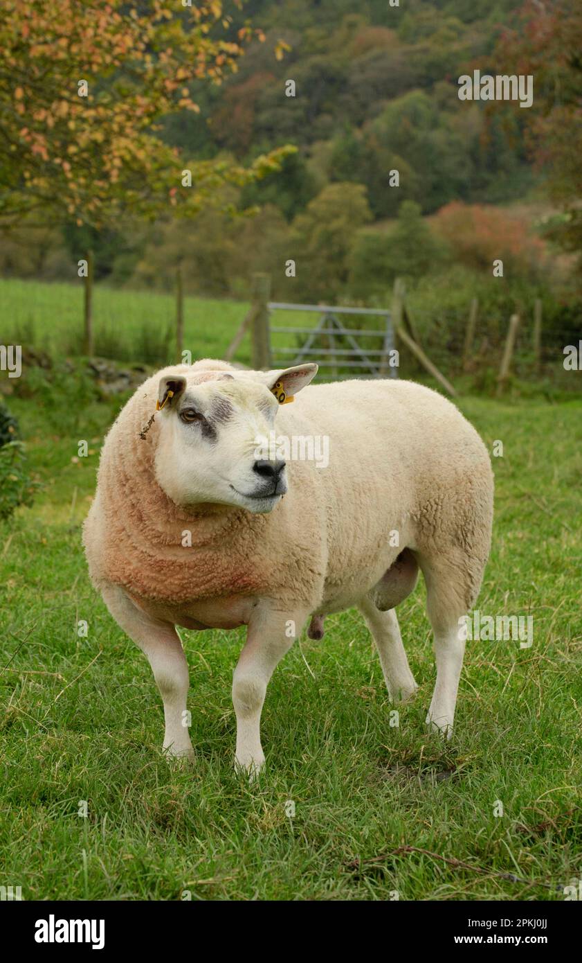 Domestic Sheep, Texel ram, with ear tags, standing in pasture, Anglesey ...