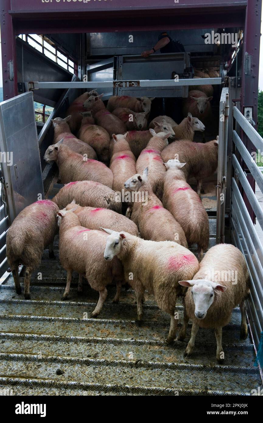 Sheep being loaded wagon hi-res stock photography and images - Alamy
