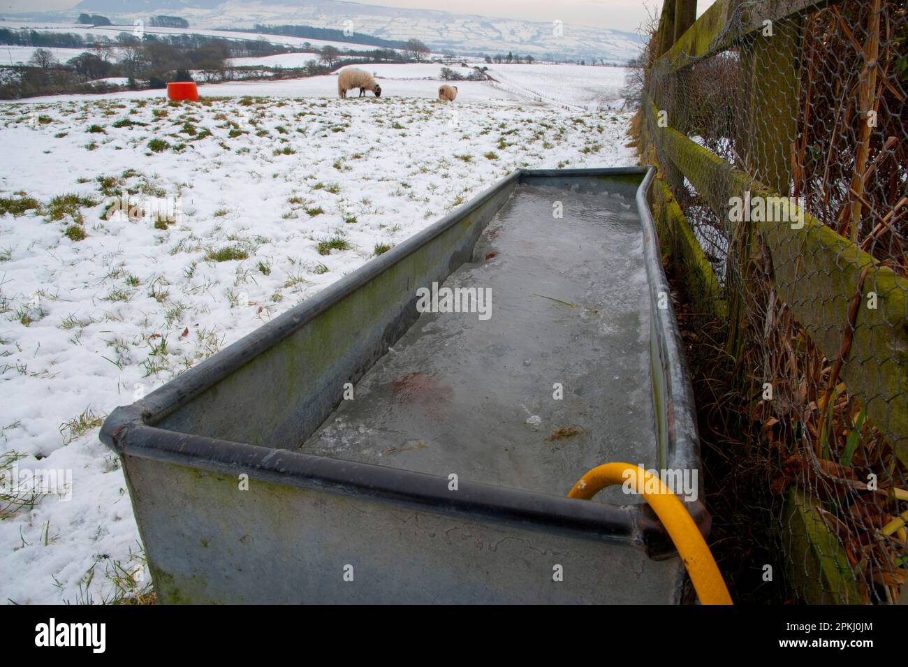Frozen water trough, at edge of snow covered pasture with sheep ...