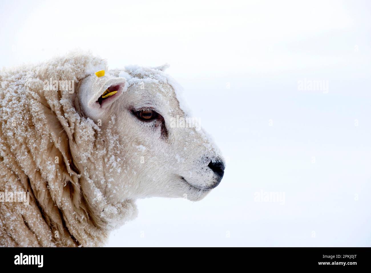 Domestic Sheep, Texel, adult, covered with snow, close-up of head ...