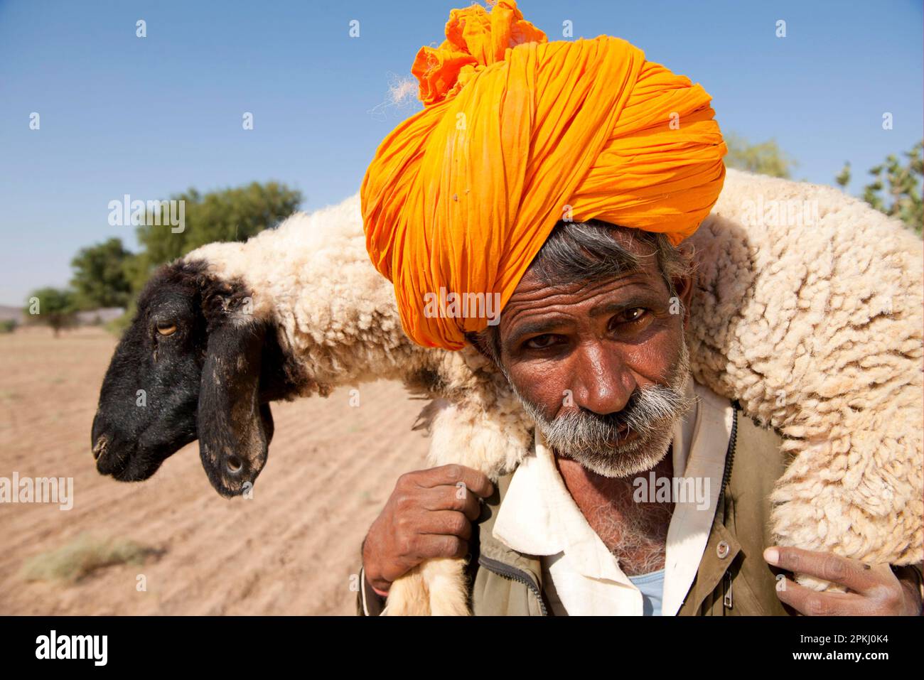 Bishnoi shepherd, close-up of head, carrying sheep on his shoulders ...