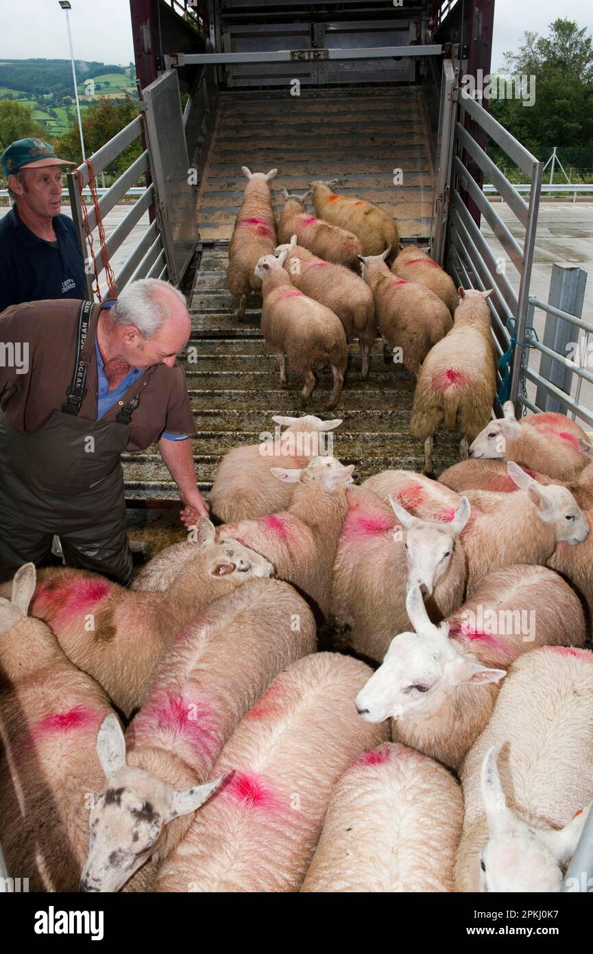 Sheep farming, sheep flock being loaded onto wagon at market, Welshpool ...