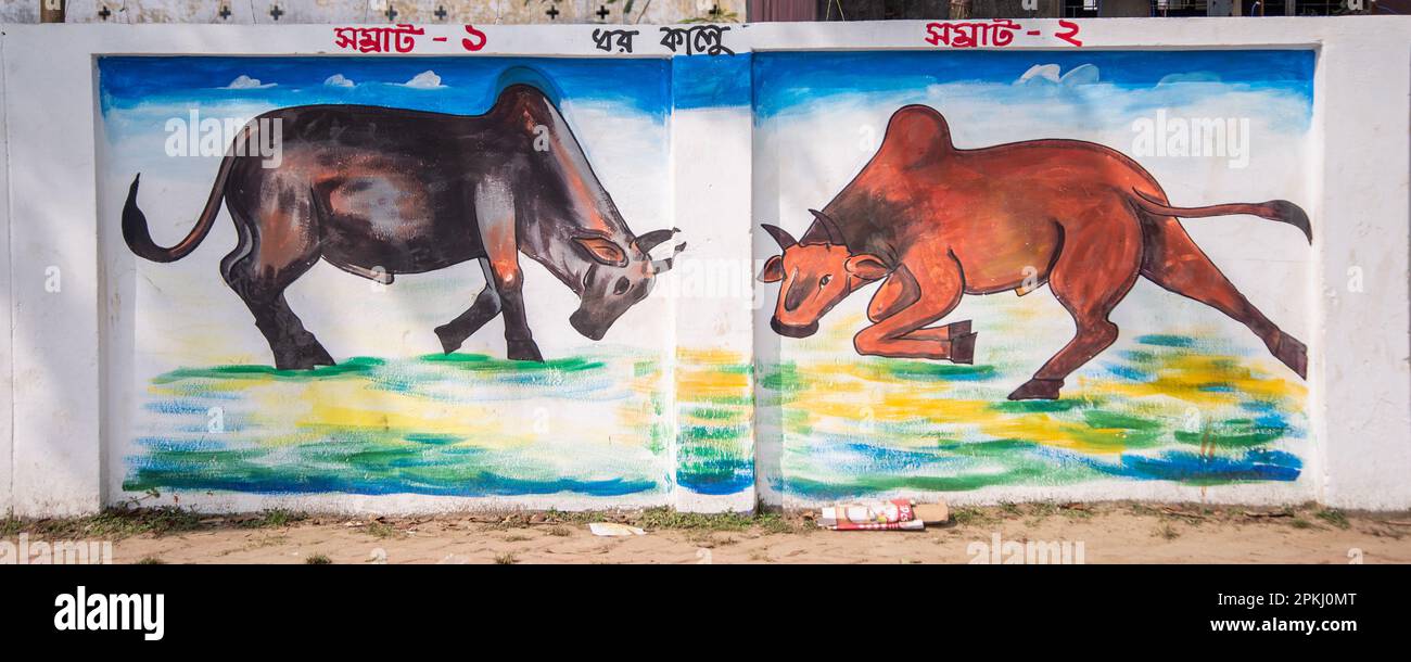 Bull fighting is one of the traditional festivals In Bangladesh. Every ...