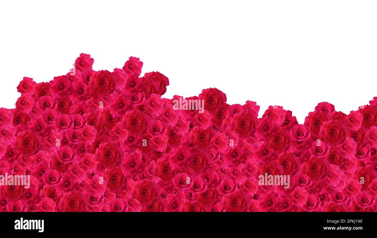 Red roses border isolated on white background. Valentines day concept ...