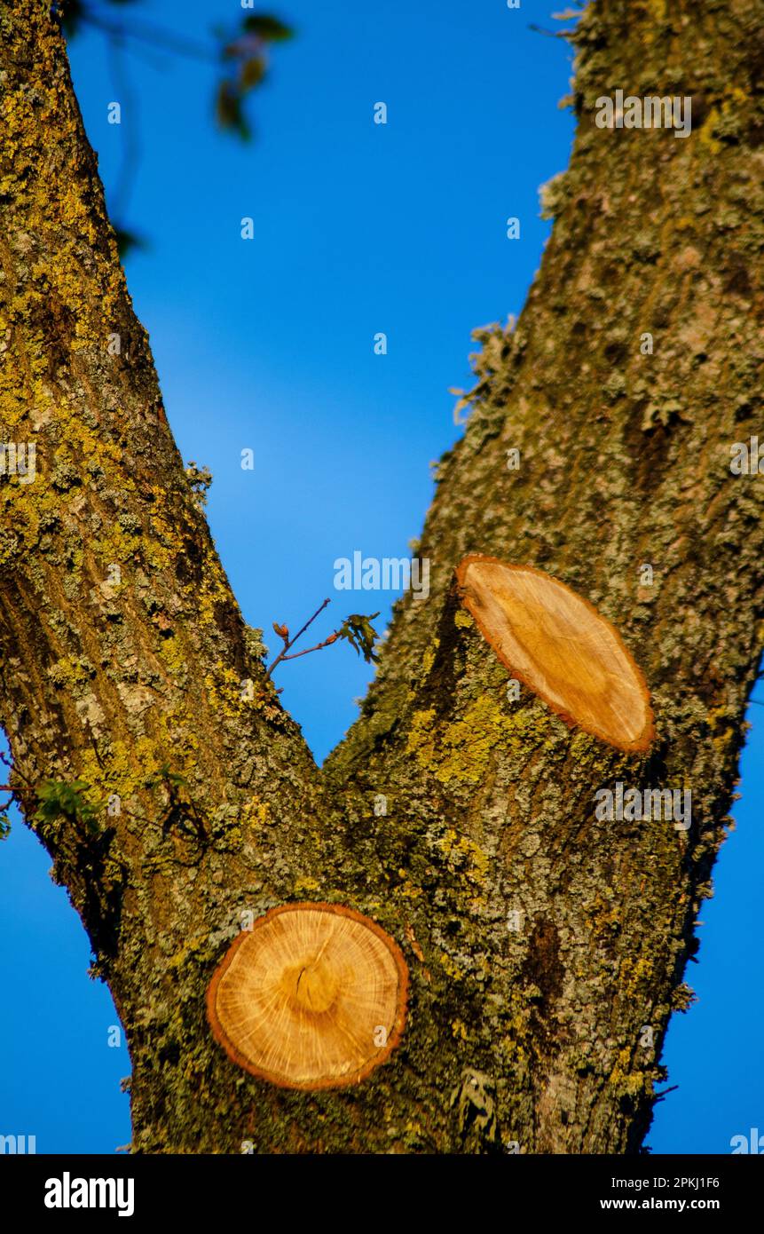 Oak tree surgery hi-res stock photography and images - Alamy