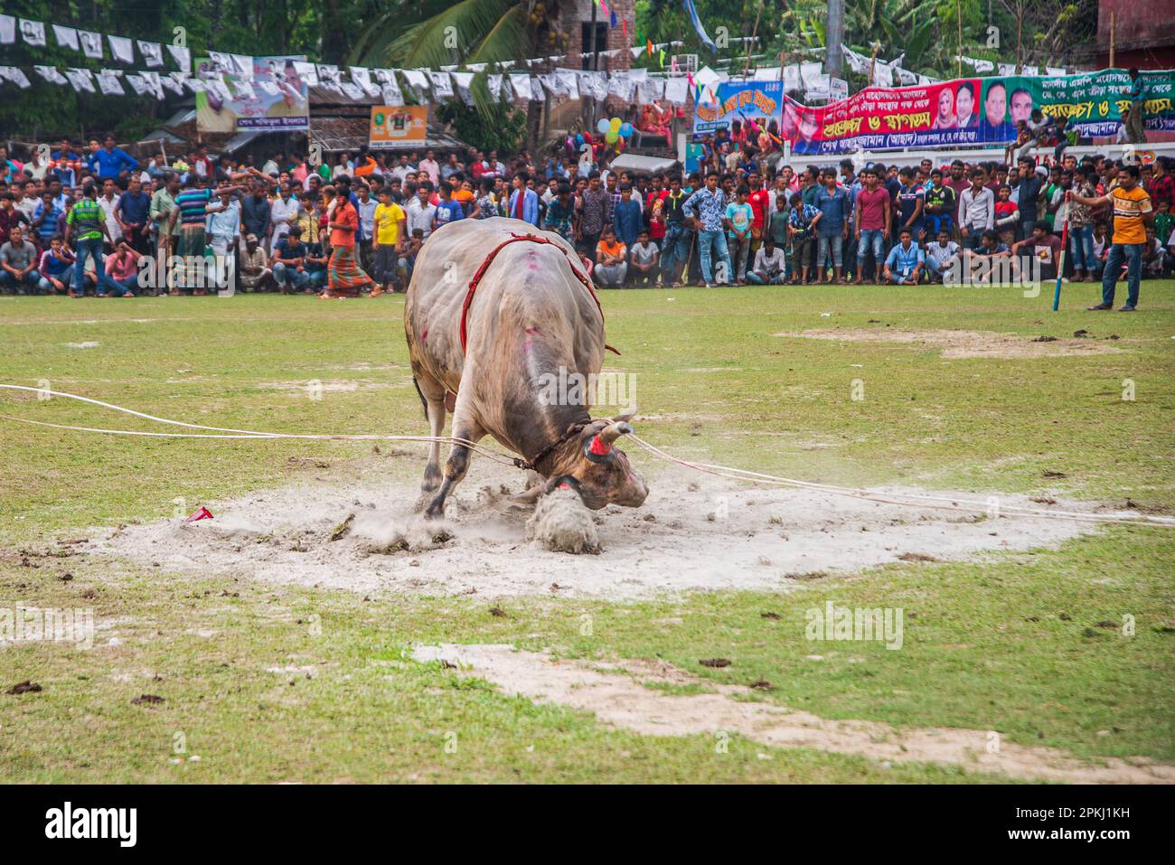 Bull fighting is one of the traditional festivals In Bangladesh. Every ...