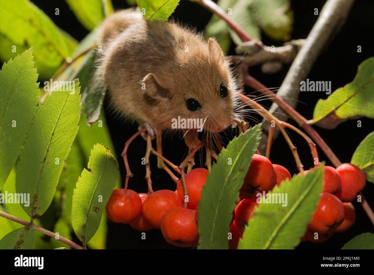 Hazel dormouse, common dormouse (Muscardinus avellanarius) on a branch ...