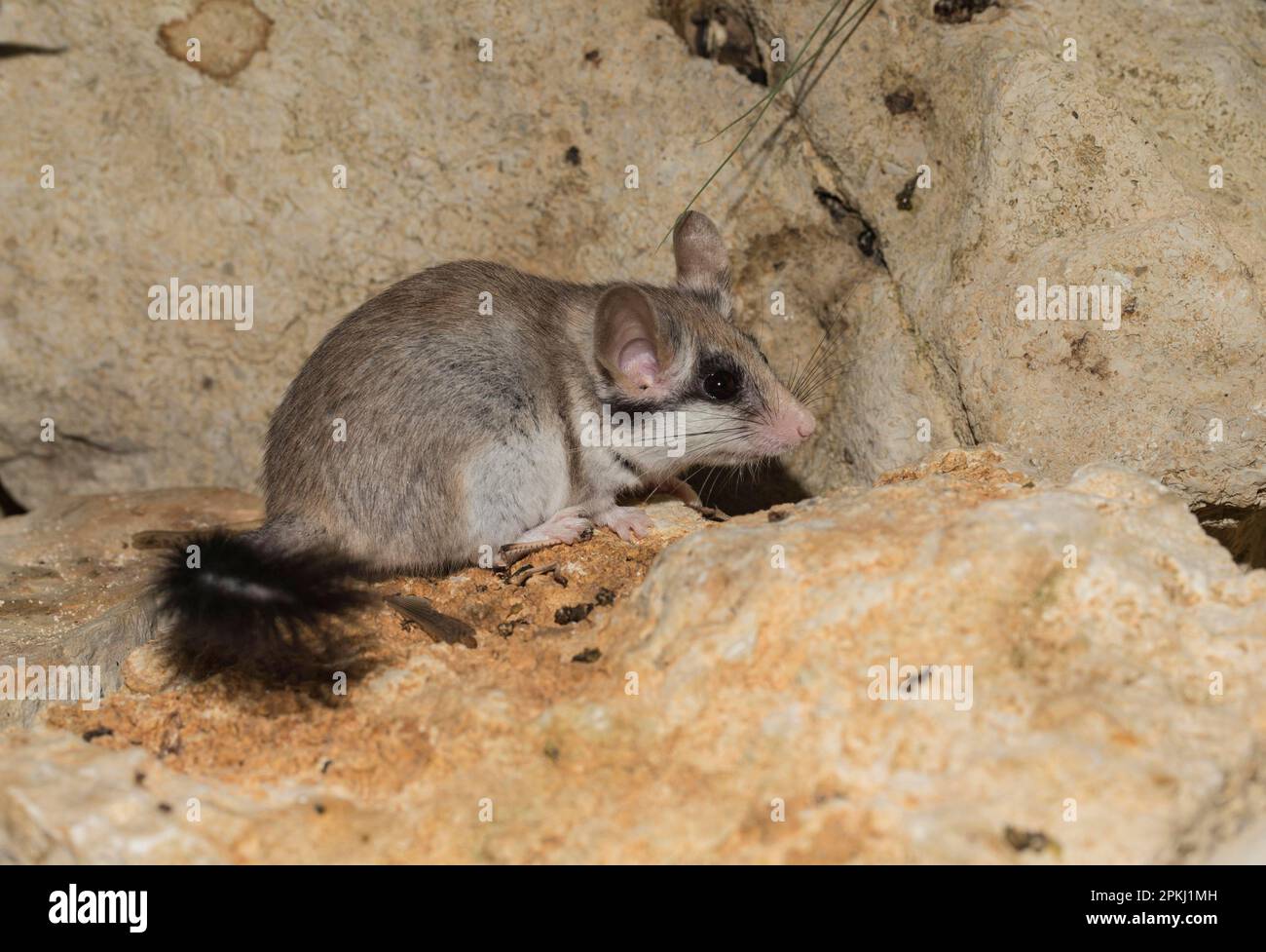 Asian garden dormouse (Eliomys melanurus), adult, female, North Africa ...