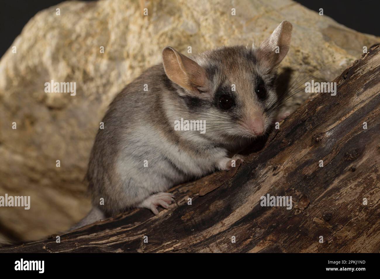 Asian garden dormouse (Eliomys melanurus), adult, female, Africa, Asia ...