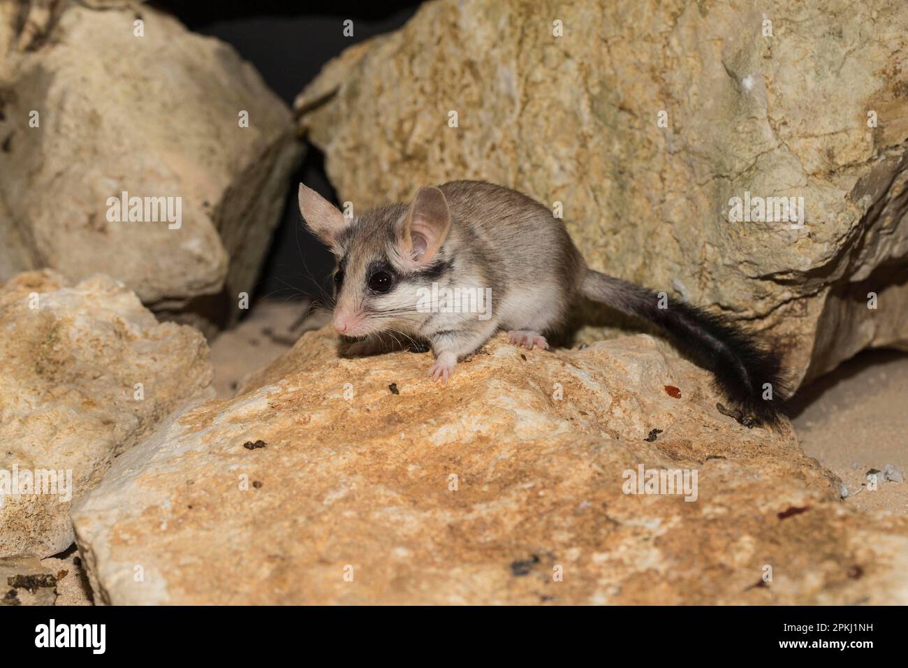 Asian garden dormouse (Eliomys melanurus), female, adult, on stones ...
