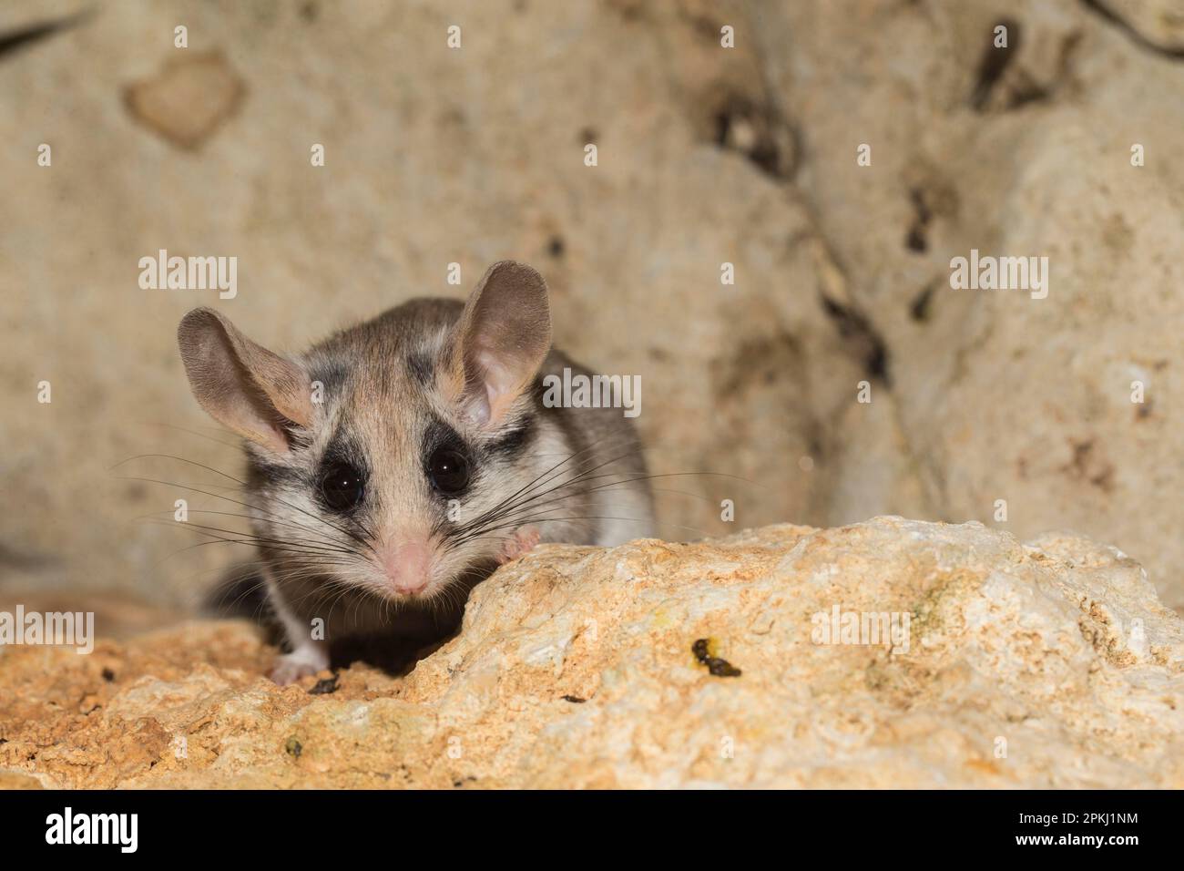 Asian garden dormouse (Eliomys melanurus), adult, female, between rocks ...