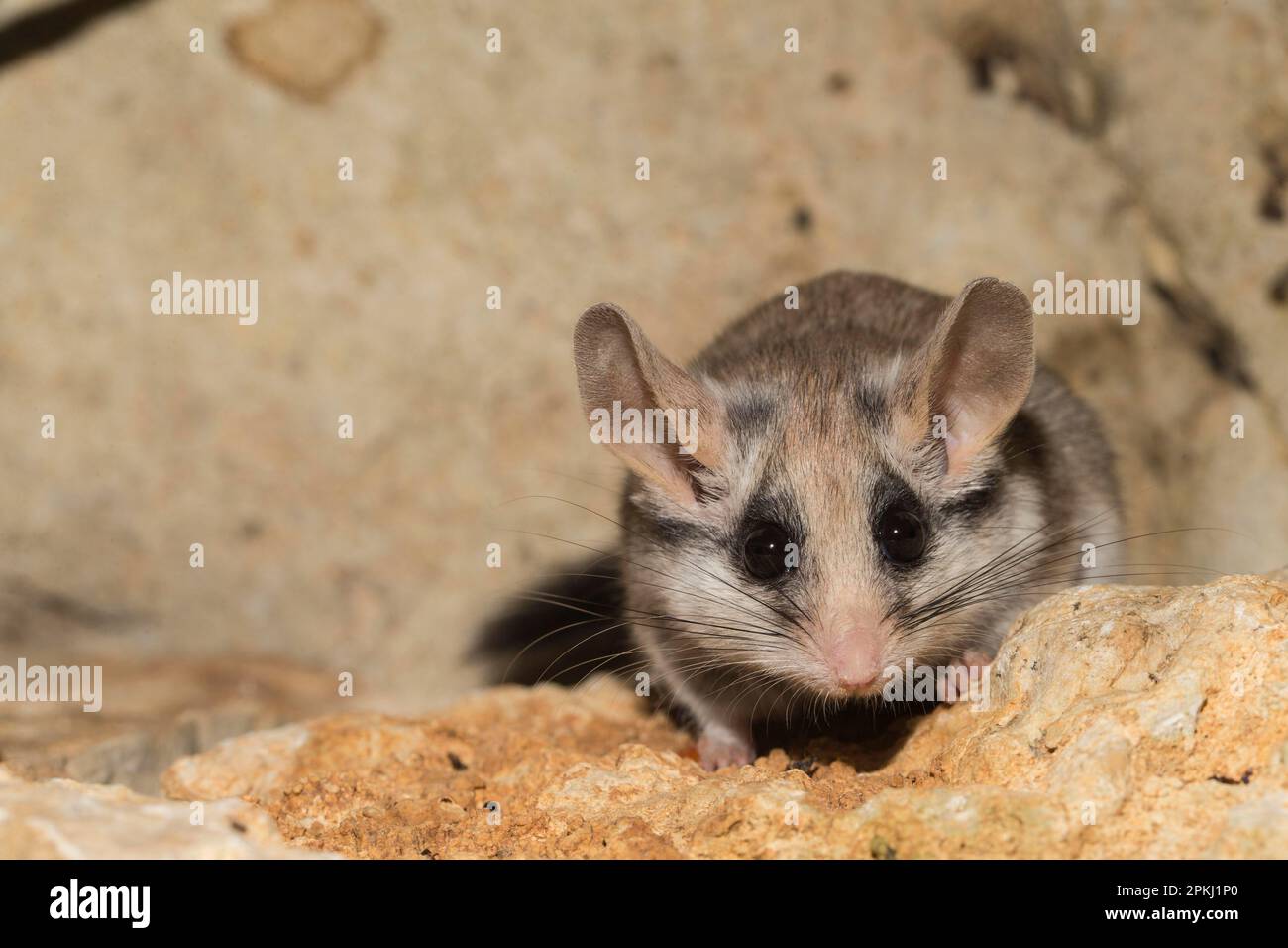 Asian garden dormouse (Eliomys melanurus), adult, female, between rocks ...