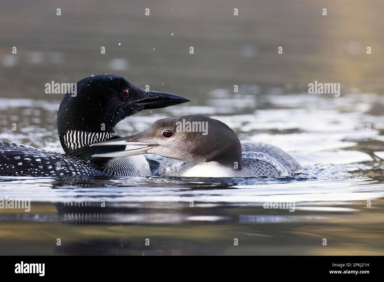 Great Northern Loon (Gavia immer) and juveniles at the age of three ...