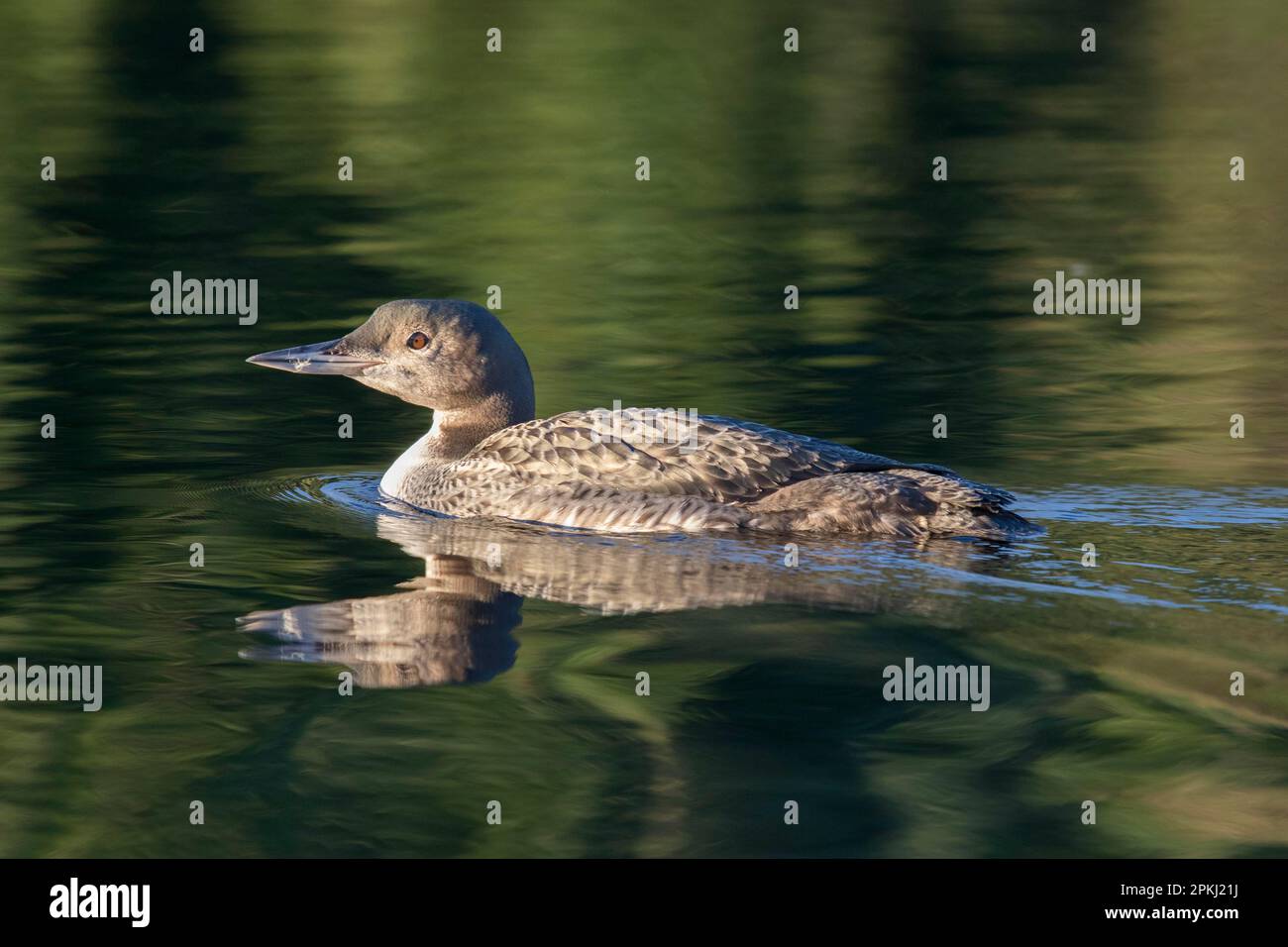 Great Northern Loon (Gavia immer), Three months, young, La Mauricie ...