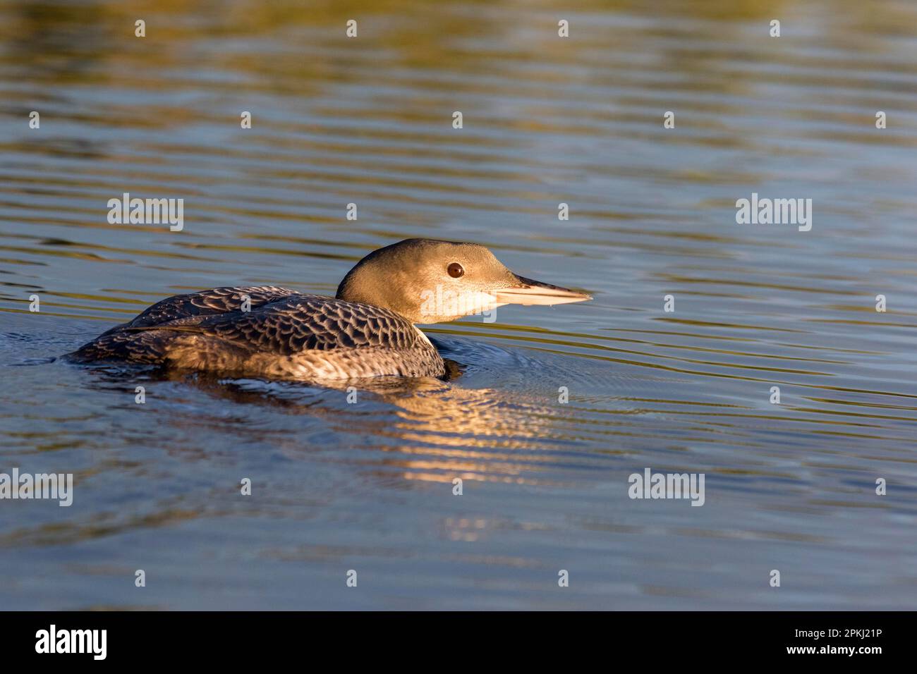 Great Northern Loon (Gavia immer), Three months, young, La Mauricie ...
