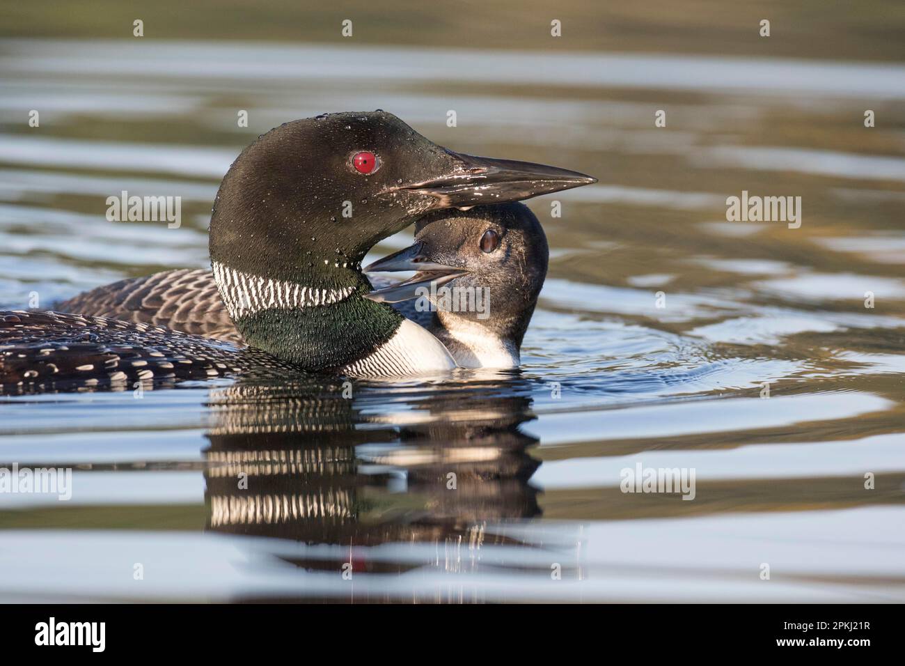 Great Northern Loon (Gavia immer) and juveniles at the age of three ...
