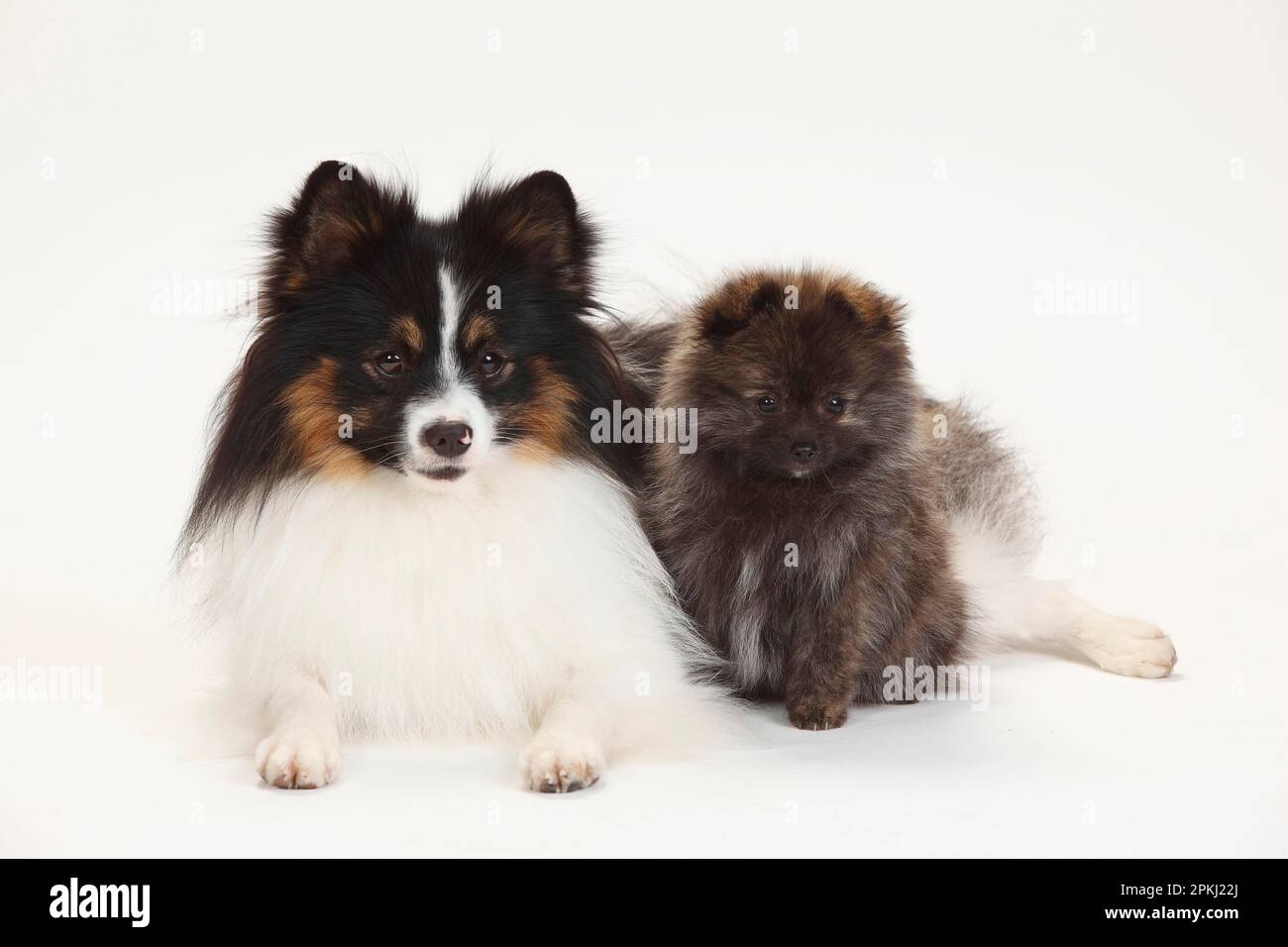 Mixed breed dog (Small Spitz mix) and Small Spitz, puppy, 12 weeks ...