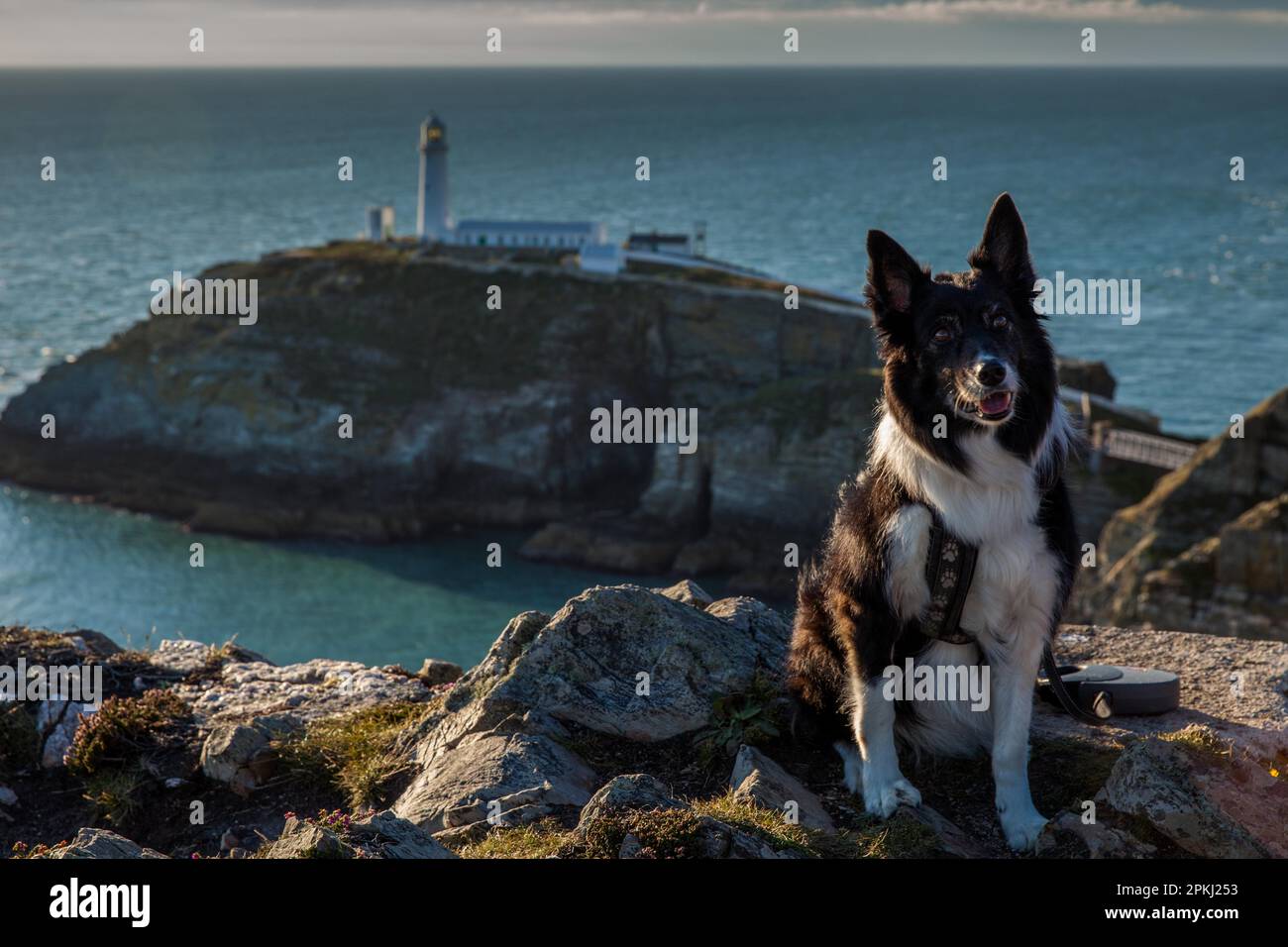 Border Collie, Lighthouse, South Stack, Angelsey, Wales, UK Stock Photo ...