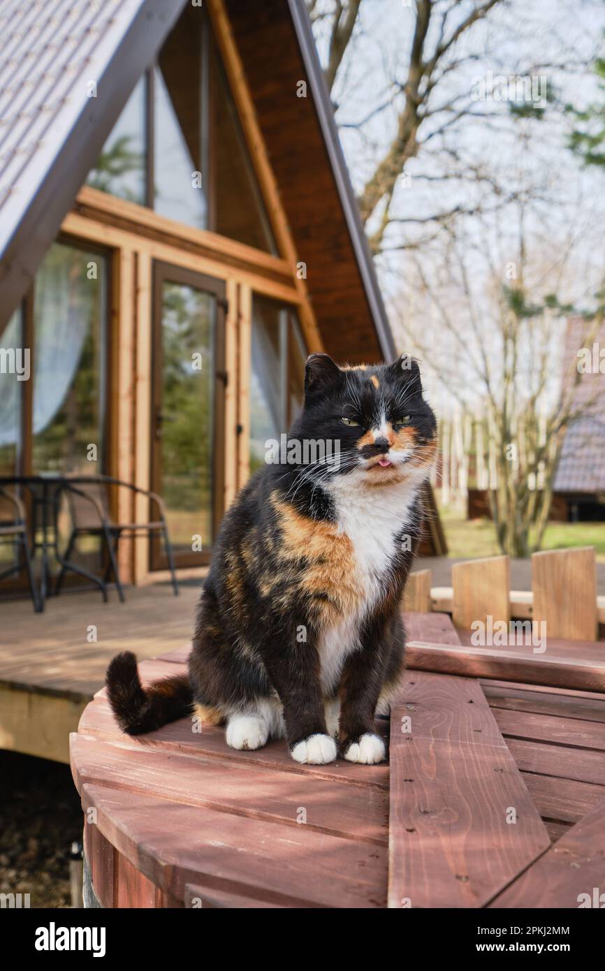 Cat sits on a barrel with A-frame log cabin on background Stock Photo ...