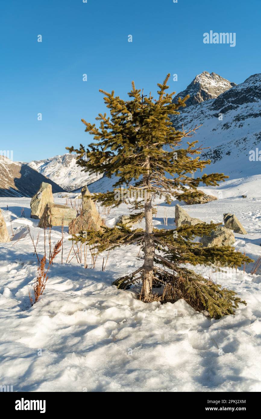 Julier pass, Switzerland, February 21, 2023 Alpine winter wonderland on ...