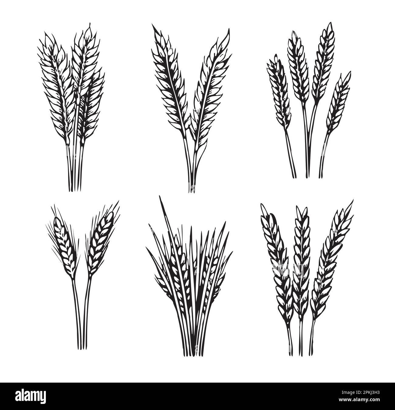 Wheat set hand drawn sketch in doodle style illustration Stock Vector ...