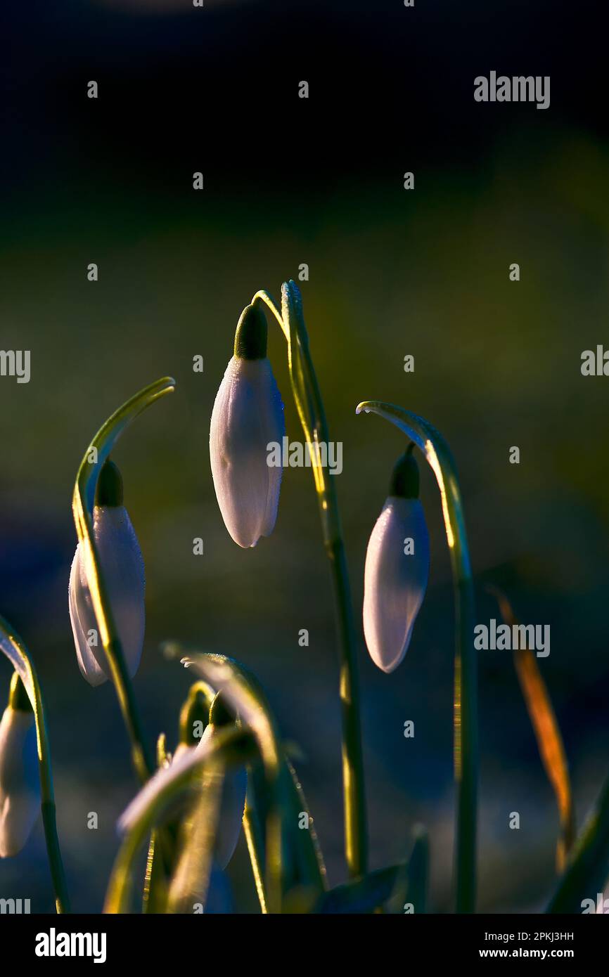 Three Snowdrops (Galanthus nivalis) budding and flowering on a Winter ...