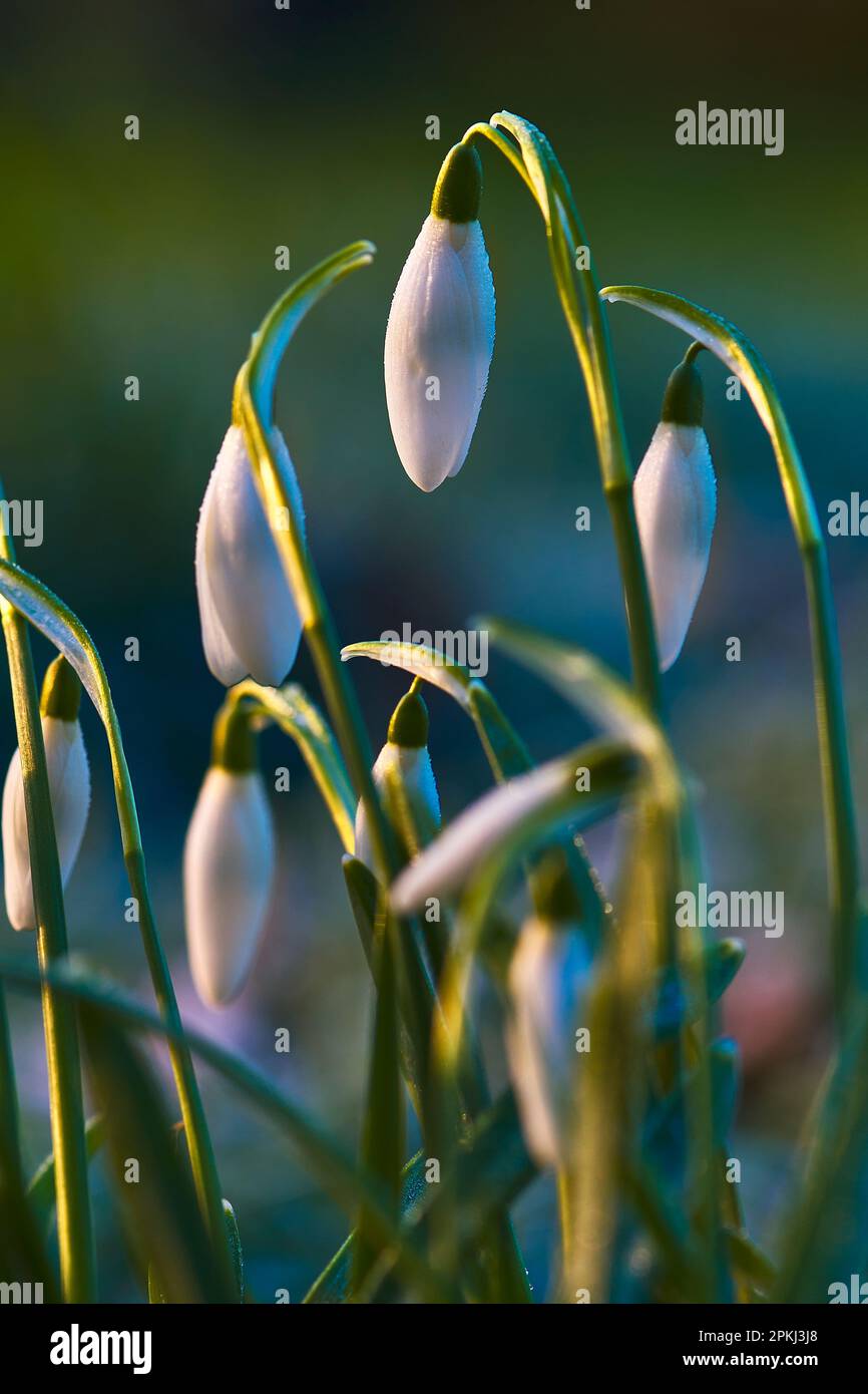 Three Snowdrops (Galanthus nivalis) budding and flowering on a Winter ...