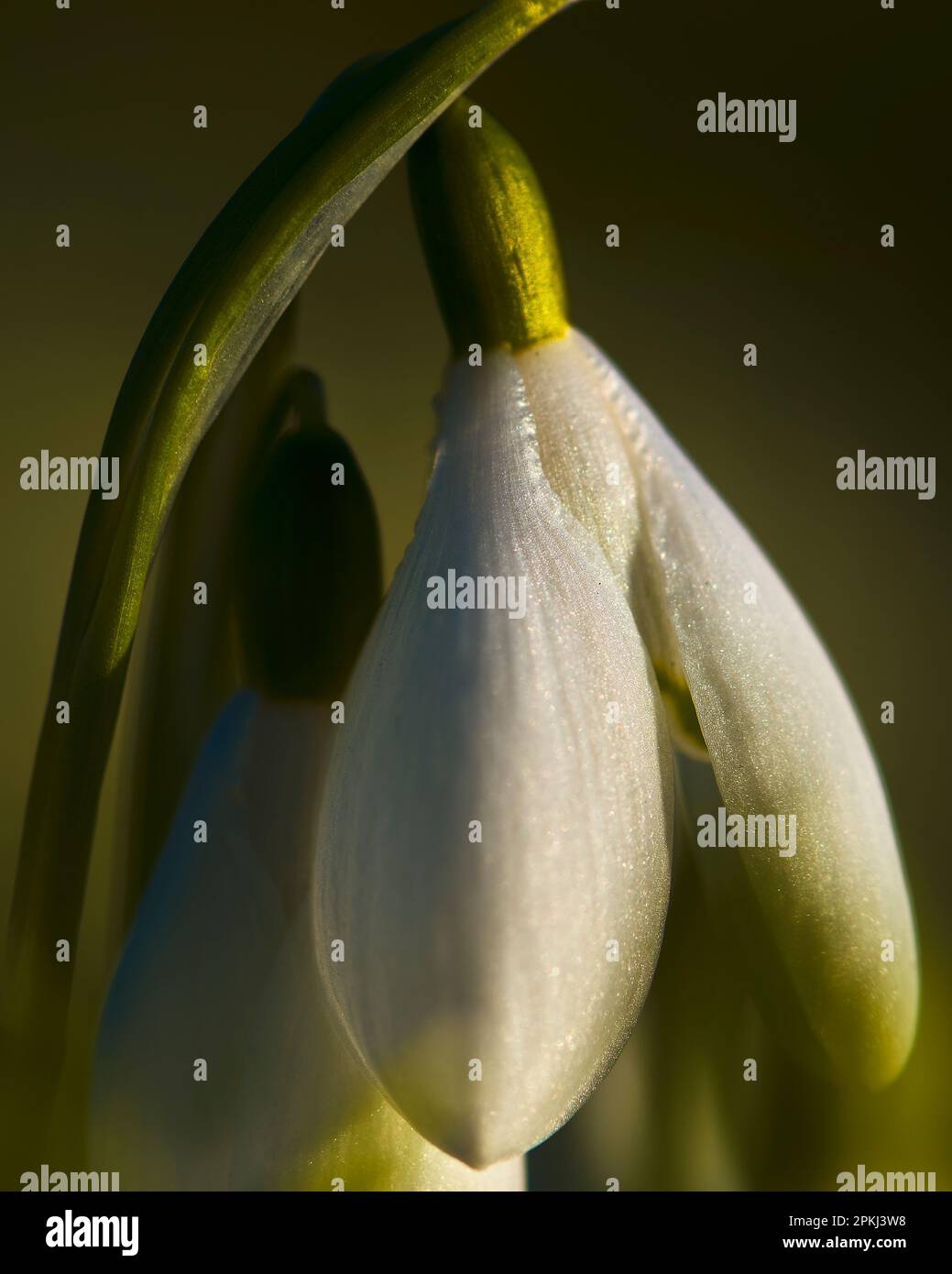 Single snowdrop (Galanthus nivalis) budding and flowering on a Winter ...