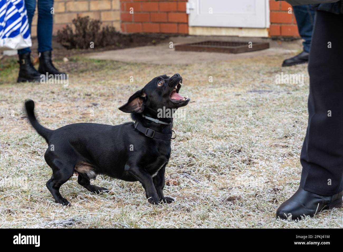 Black pekingese dachshund mix dog standing on frosted grass and barking ...