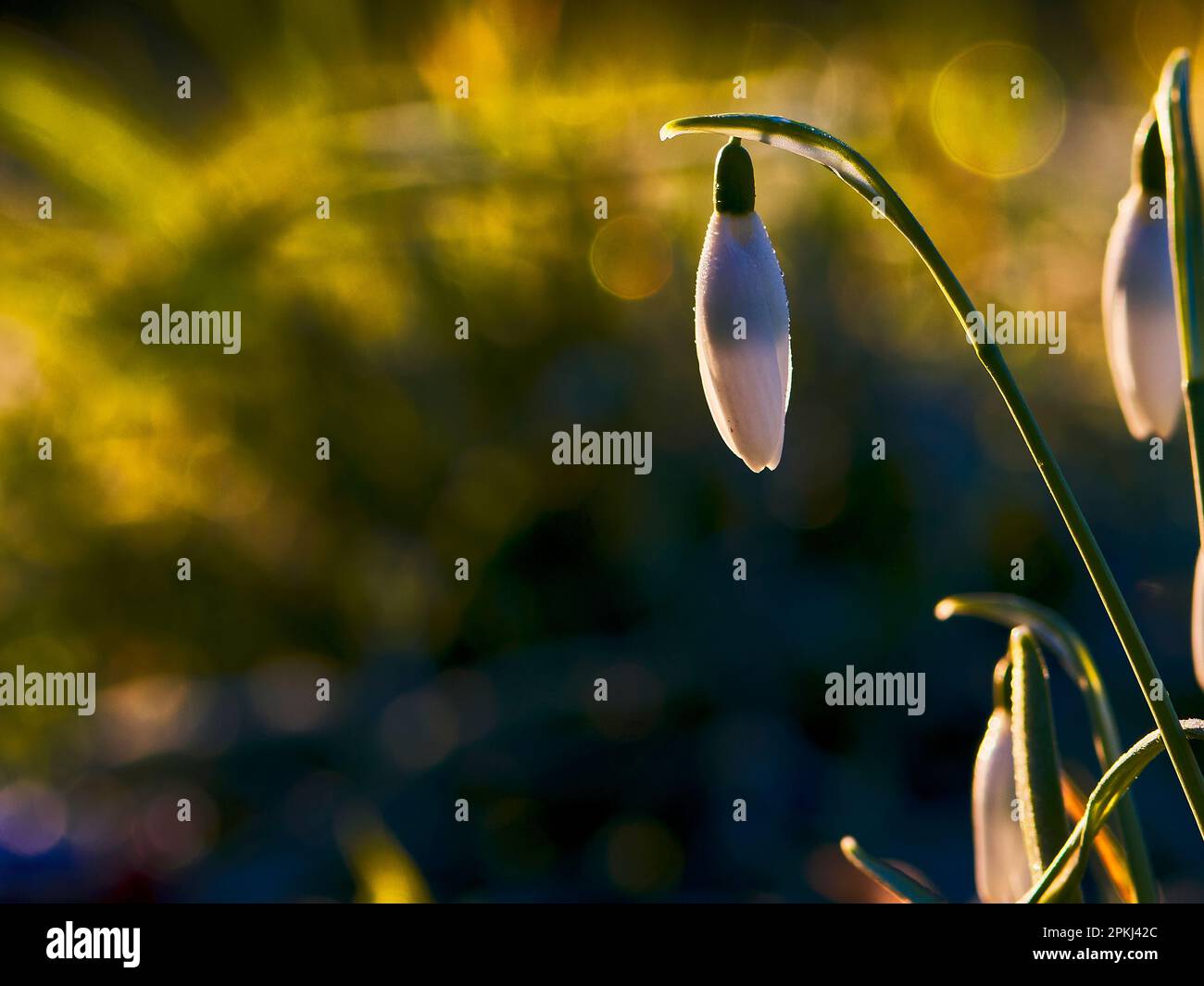 Single Snowdrop (Galanthus nivalis) backlit against green background ...