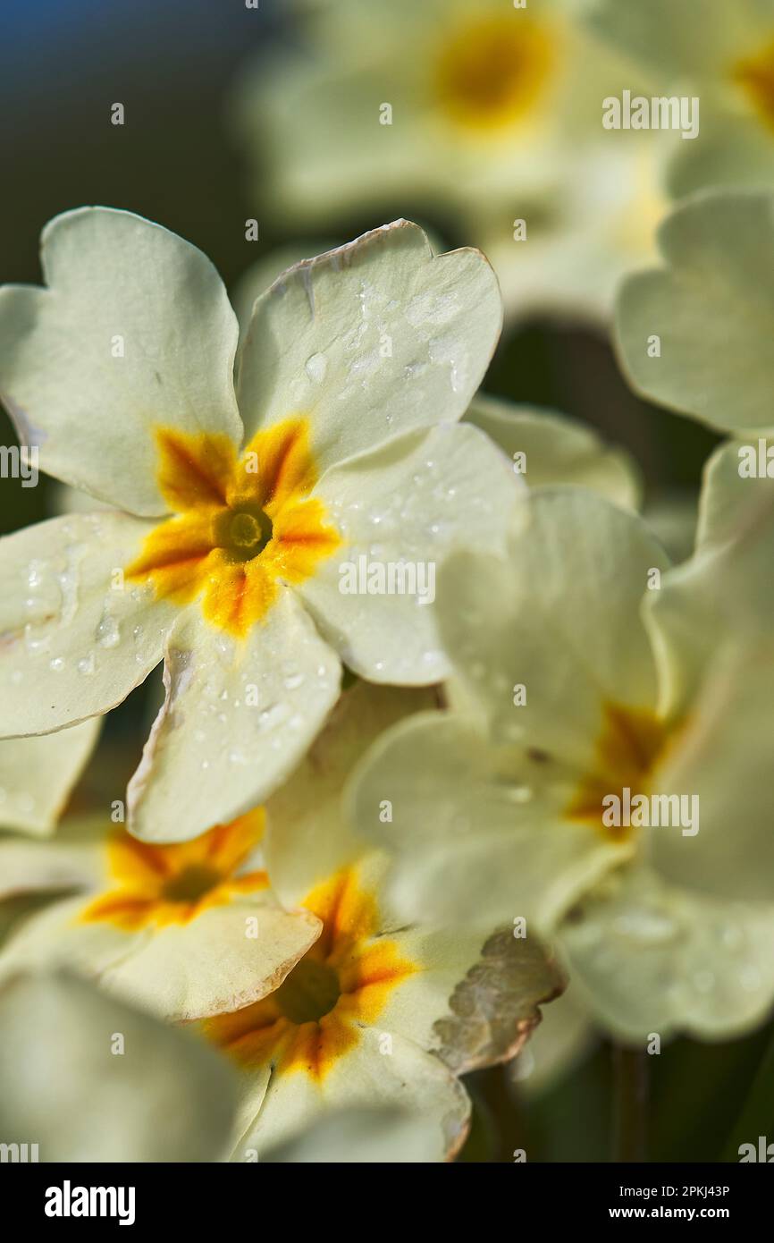 Extreme close-up of a Primrose including the stamen. Primroses are one ...