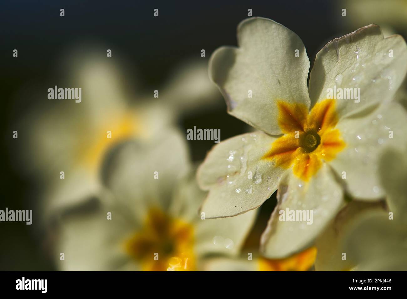 Extreme close-up of a Primrose including the stamen. Primroses are one ...