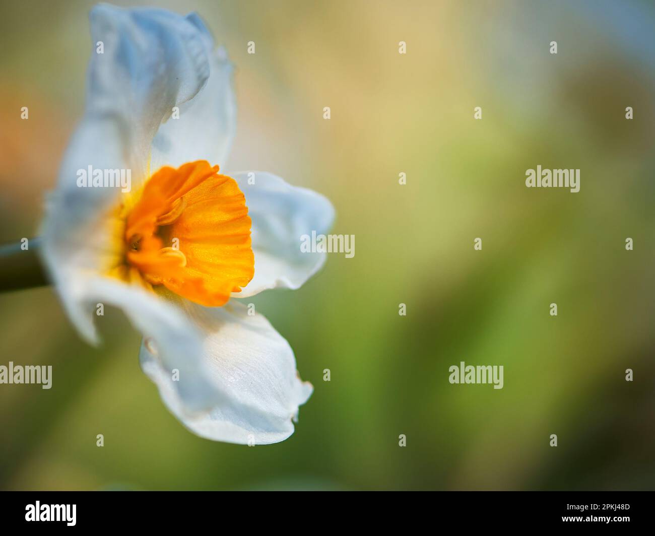 Flower native to north africa hi-res stock photography and images - Alamy