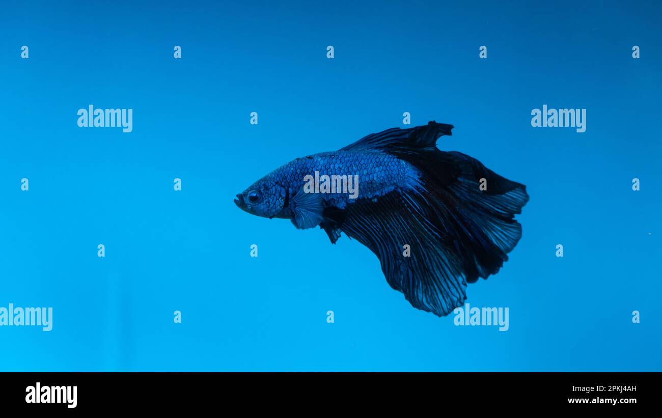 Aquarium Fish blue fighters in fish tank with black tails Stock Photo ...