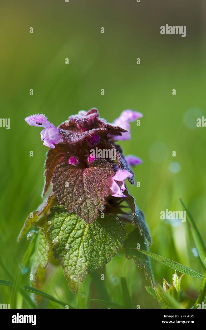 Nettle species hi-res stock photography and images - Alamy