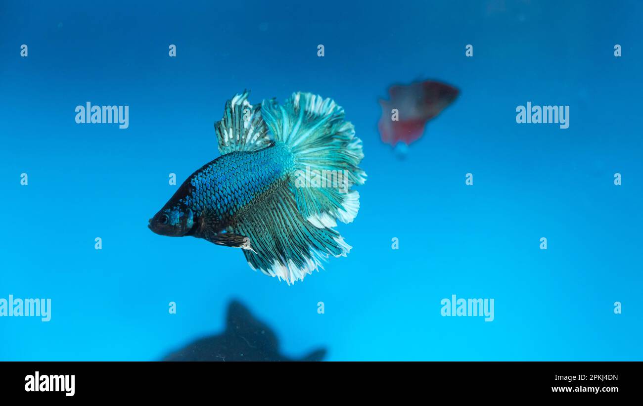 Aquarium Fish blue fighters in fish tank with black tails Stock Photo ...